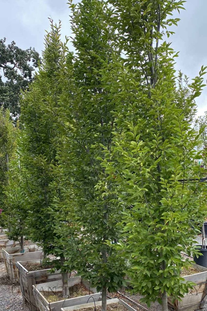 Carpinus betulus 'Fastigiata' | Urban Tree Farm Nursery