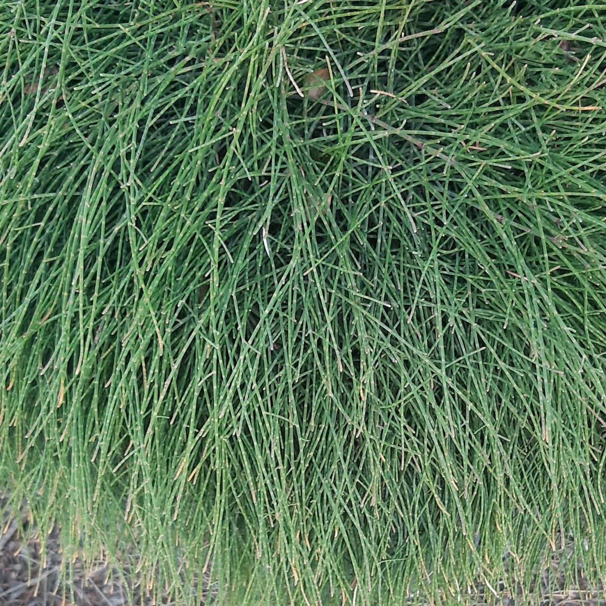 Casuarina cunninghamiana | Urban Tree Farm Nursery