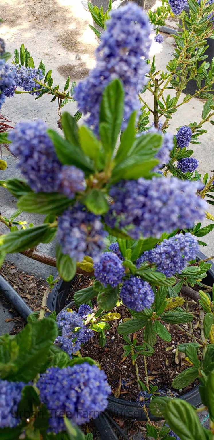 Ceanothus 'Blue Ray' | Urban Tree Farm Nursery