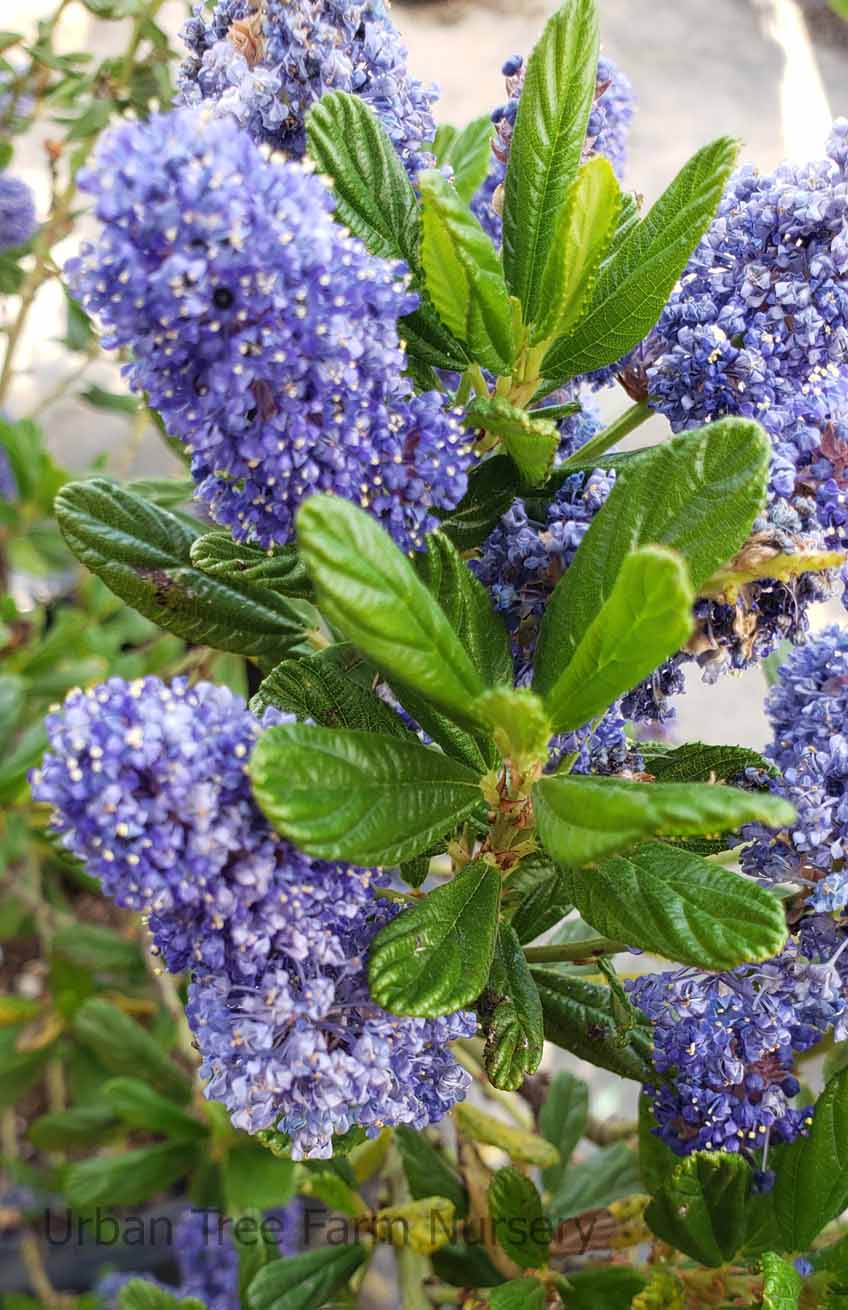 Ceanothus 'Blue Ray' | Urban Tree Farm Nursery