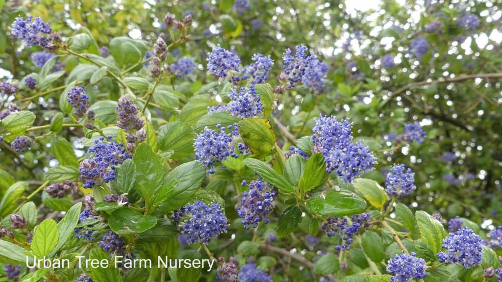 Ceanothus 'Ray Hartman' | Urban Tree Farm Nursery