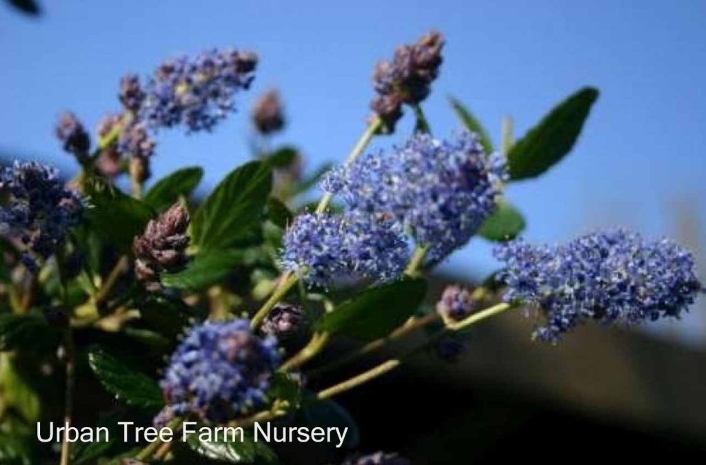 Ceanothus 'Ray Hartman' | Urban Tree Farm Nursery