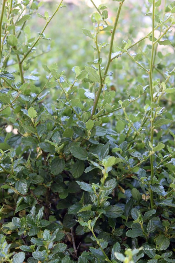 Ceanothus thyrsiflorus 'Frosty Blue' | Urban Tree Farm Nursery