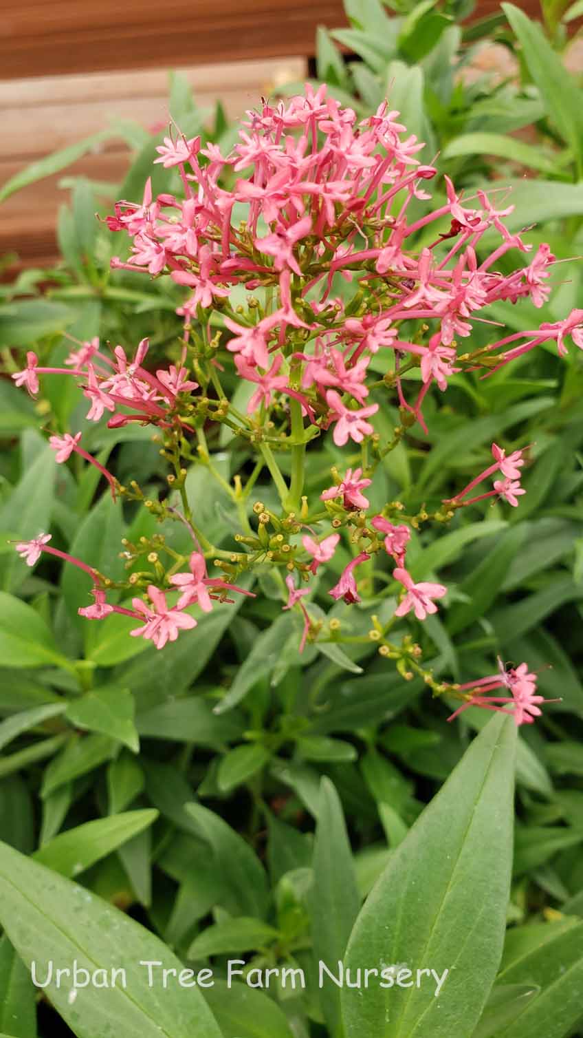 Centranthus ruber 'Rosenrot' | Urban Tree Farm Nursery