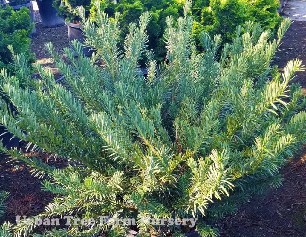 Cephalotaxus harringtonia 'Duke Gardens' | Urban Tree Farm Nursery