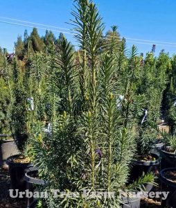 Cephalotaxus harringtonia 'Fastigiata' | Urban Tree Farm Nursery