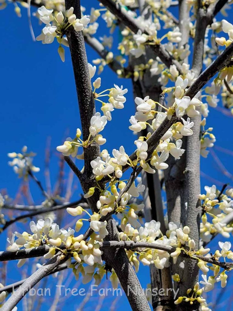 Cercis canadensis 'Alba' | Urban Tree Farm Nursery