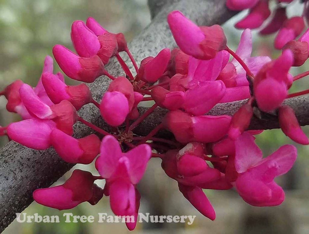 Cercis canadensis 'Appalachian Red' | Urban Tree Farm Nursery