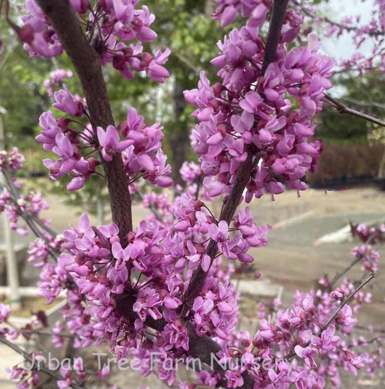 Cercis canadensis 'Forest Pansy' | Urban Tree Farm Nursery