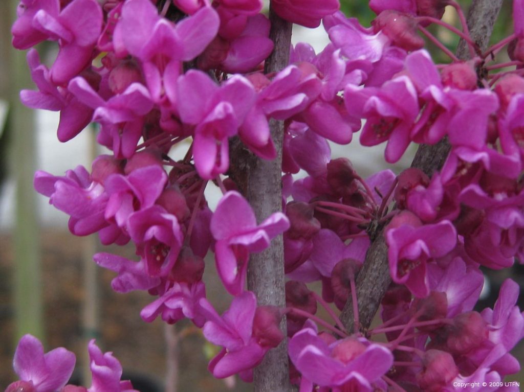 Cercis canadensis 'Oklahoma' | Urban Tree Farm Nursery
