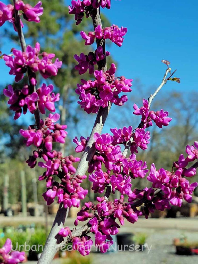 Cercis canadensis 'Oklahoma' | Urban Tree Farm Nursery