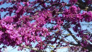 Cercis canadensis 'Oklahoma' | Urban Tree Farm Nursery