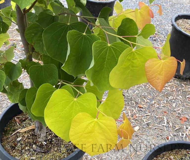 Cercis canadensis 'Rising Sun' | Urban Tree Farm Nursery