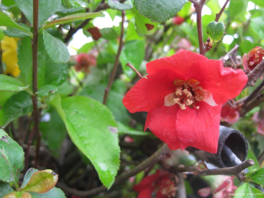 Chaenomeles 'Super Red' | Urban Tree Farm Nursery