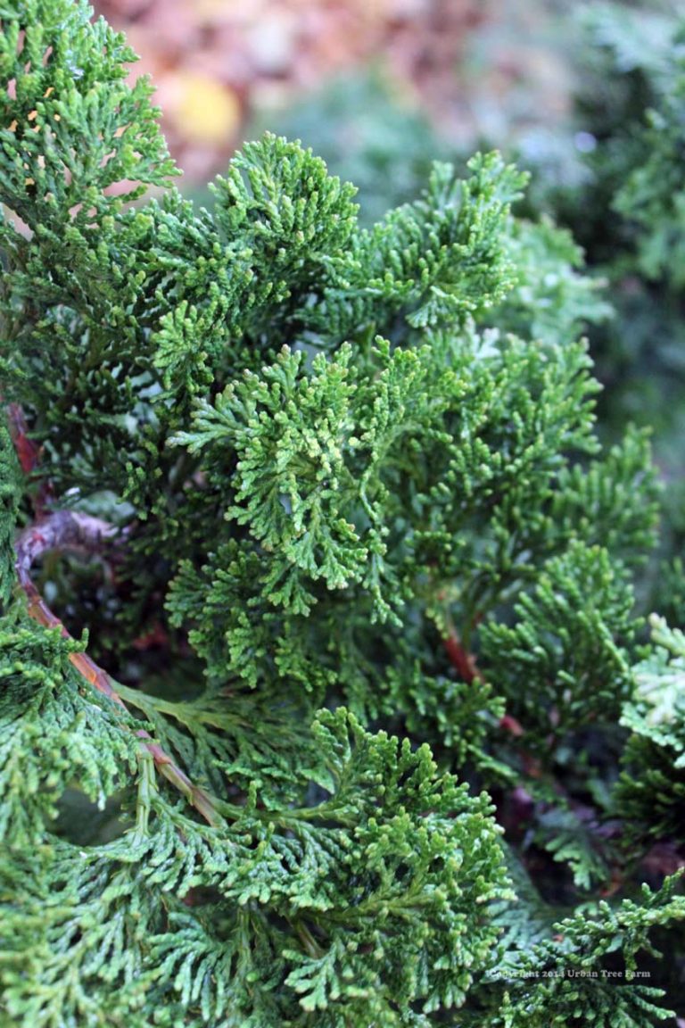 Chamaecyparis obtusa 'Well's Special' | Urban Tree Farm Nursery