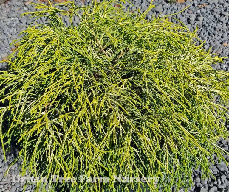 Chamaecyparis pisifera 'Golden Mops' | Urban Tree Farm Nursery