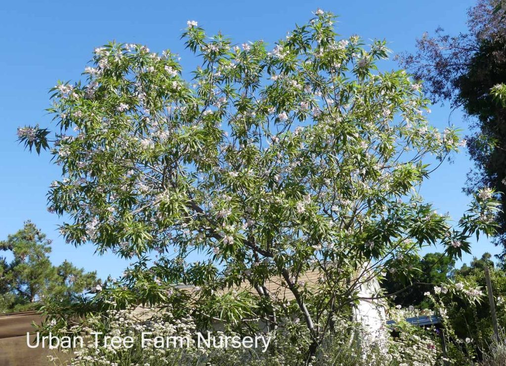 Chitalpa tashkentensis 'Pink Dawn' | Urban Tree Farm Nursery