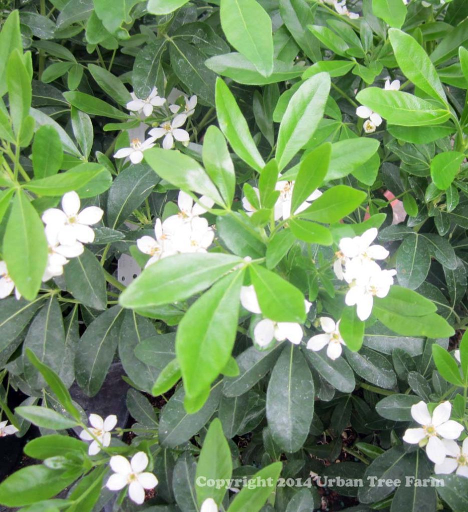 Choisya ternata | Urban Tree Farm Nursery