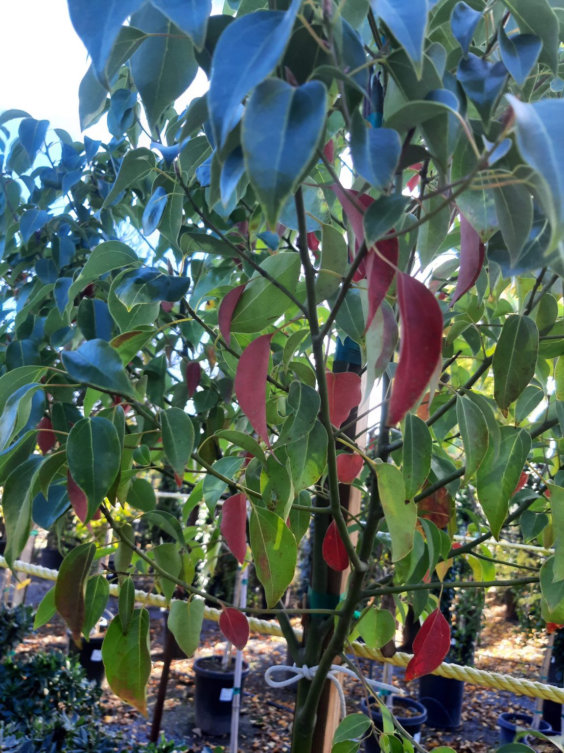 Cinnamomum camphora MULTI | Urban Tree Farm Nursery