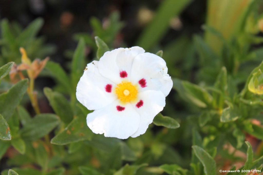 Cistus ladanifer | Urban Tree Farm Nursery