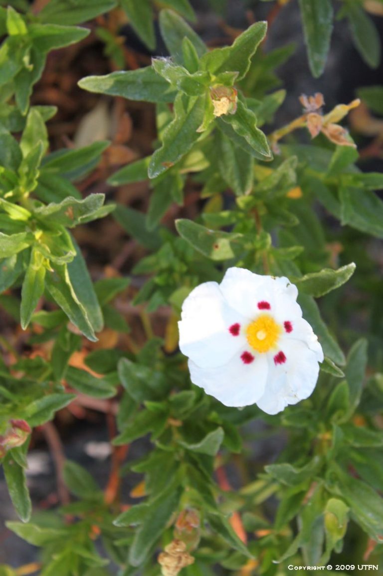 Cistus ladanifer | Urban Tree Farm Nursery