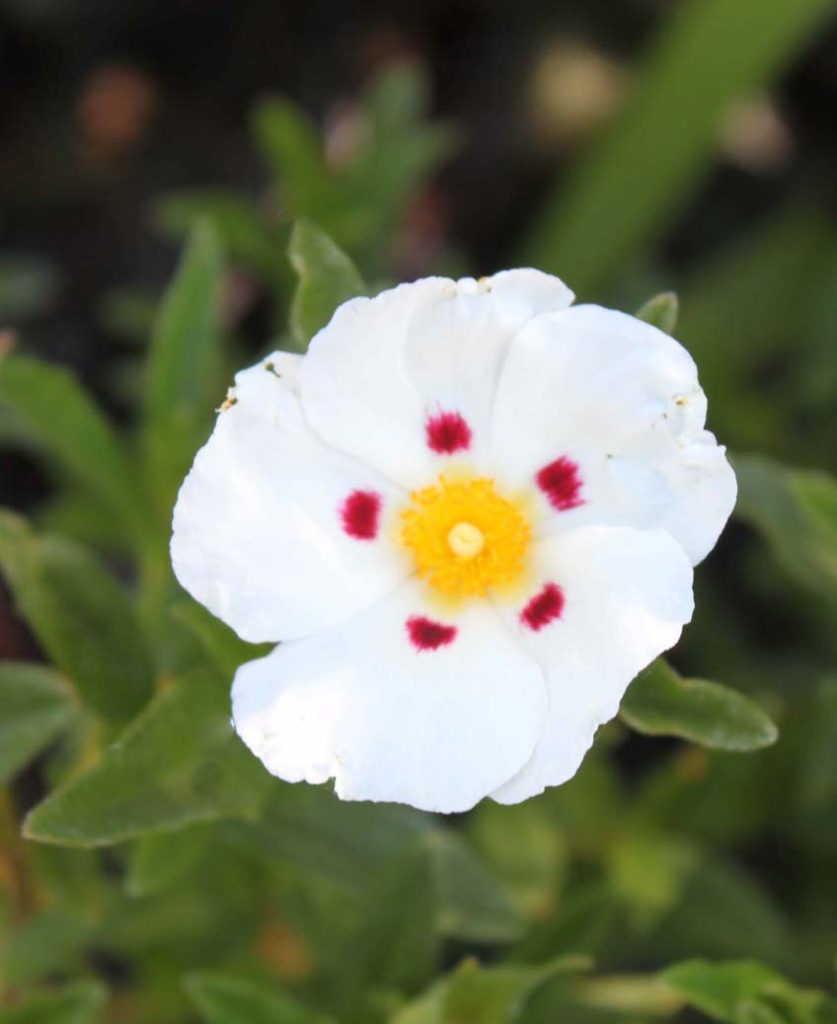 Cistus ladanifer | Urban Tree Farm Nursery