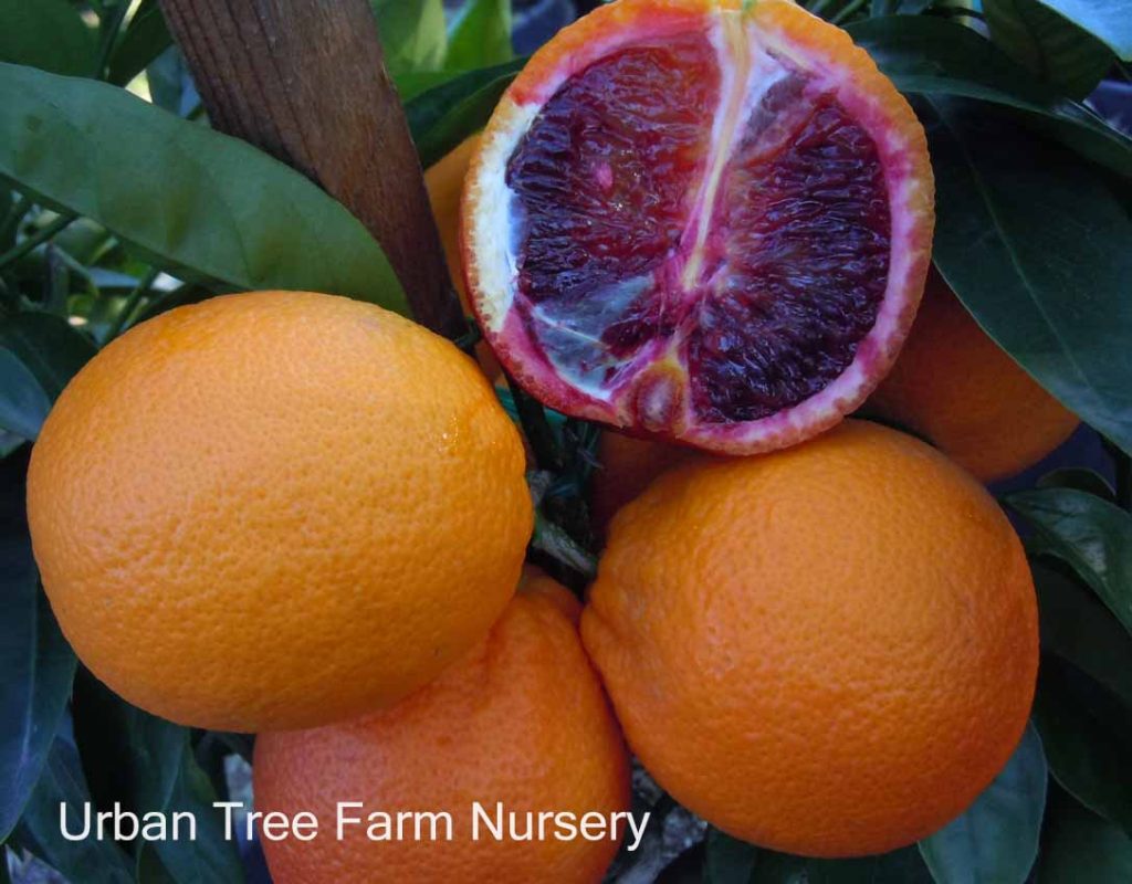 Citrus Blood Orange, Moro | Urban Tree Farm Nursery