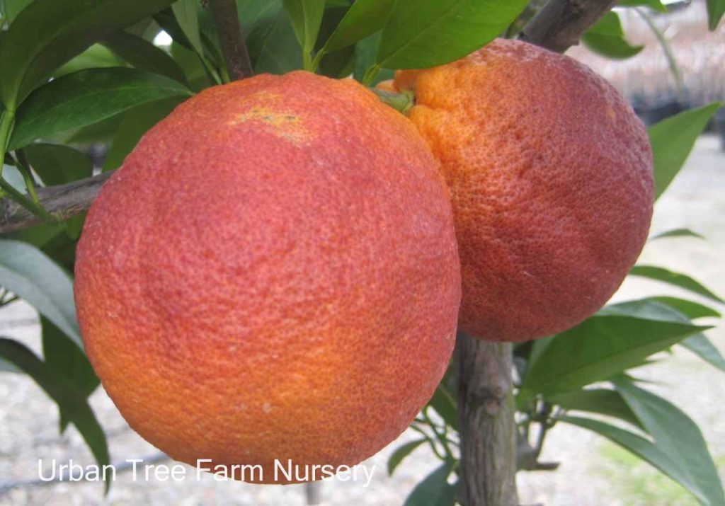 Citrus Blood Orange, Moro | Urban Tree Farm Nursery