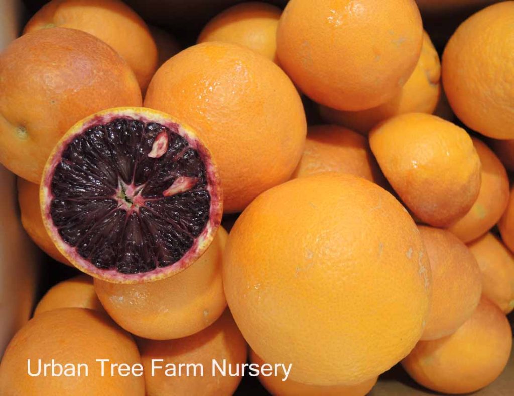 Citrus Blood Orange, Tarocco | Urban Tree Farm Nursery