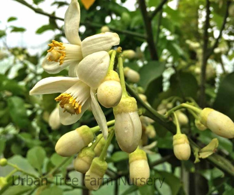 Citrus Grapefruit, Melogold | Urban Tree Farm Nursery