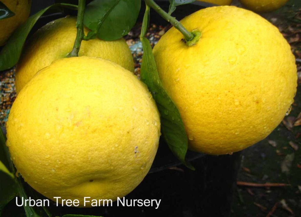 Citrus Grapefruit, Oroblanco | Urban Tree Farm Nursery