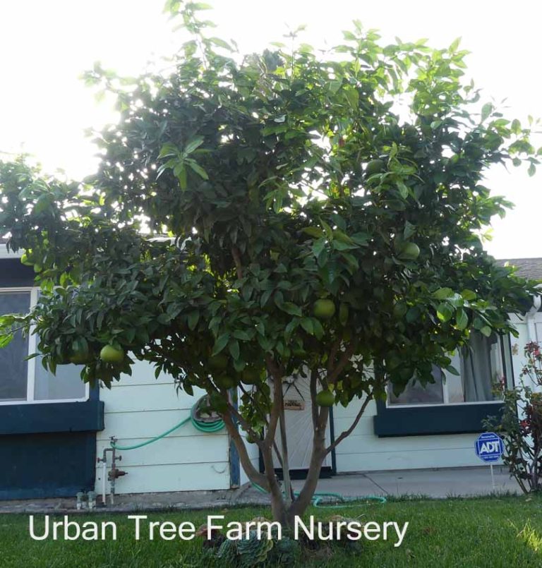 Citrus Grapefruit, Star Ruby | Urban Tree Farm Nursery