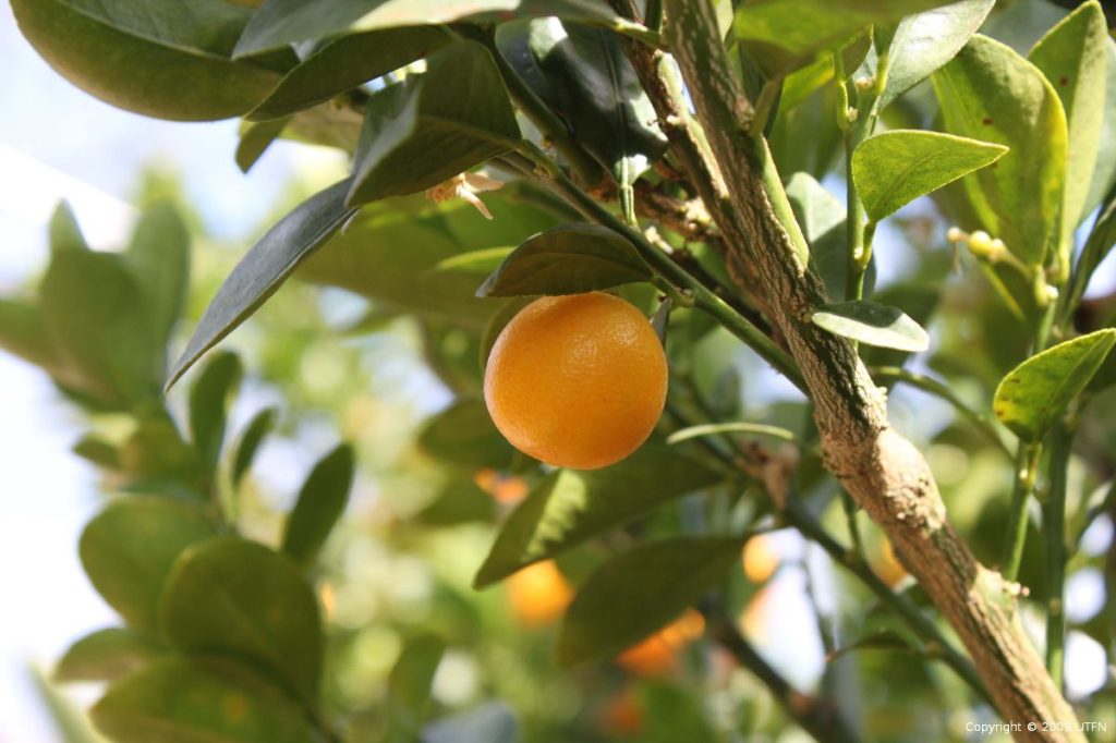 Citrus Kumquat, Fukushu | Urban Tree Farm Nursery