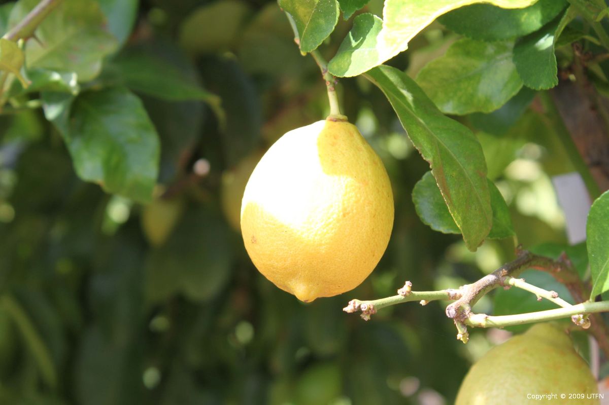 Citrus Lemon, Eureka | Urban Tree Farm Nursery