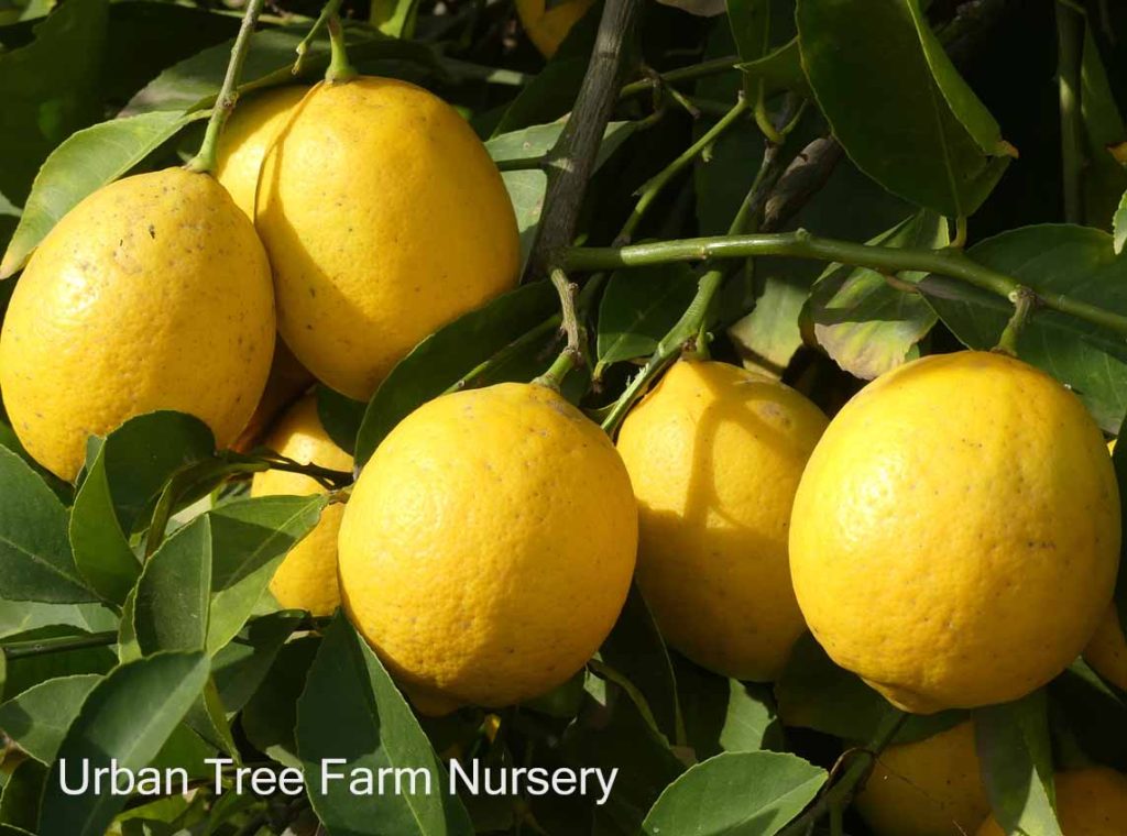 Citrus Lemon, Meyer BUSH | Urban Tree Farm Nursery