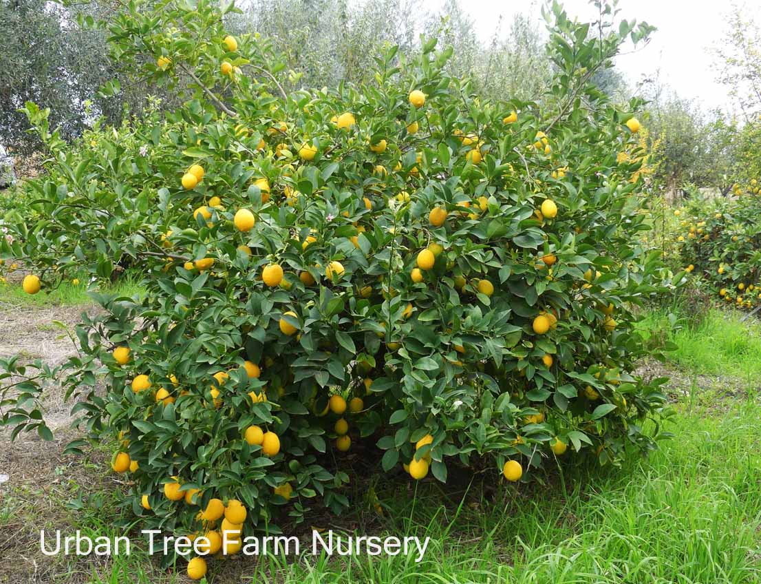 Citrus Lemon, Meyer BUSH | Urban Tree Farm Nursery