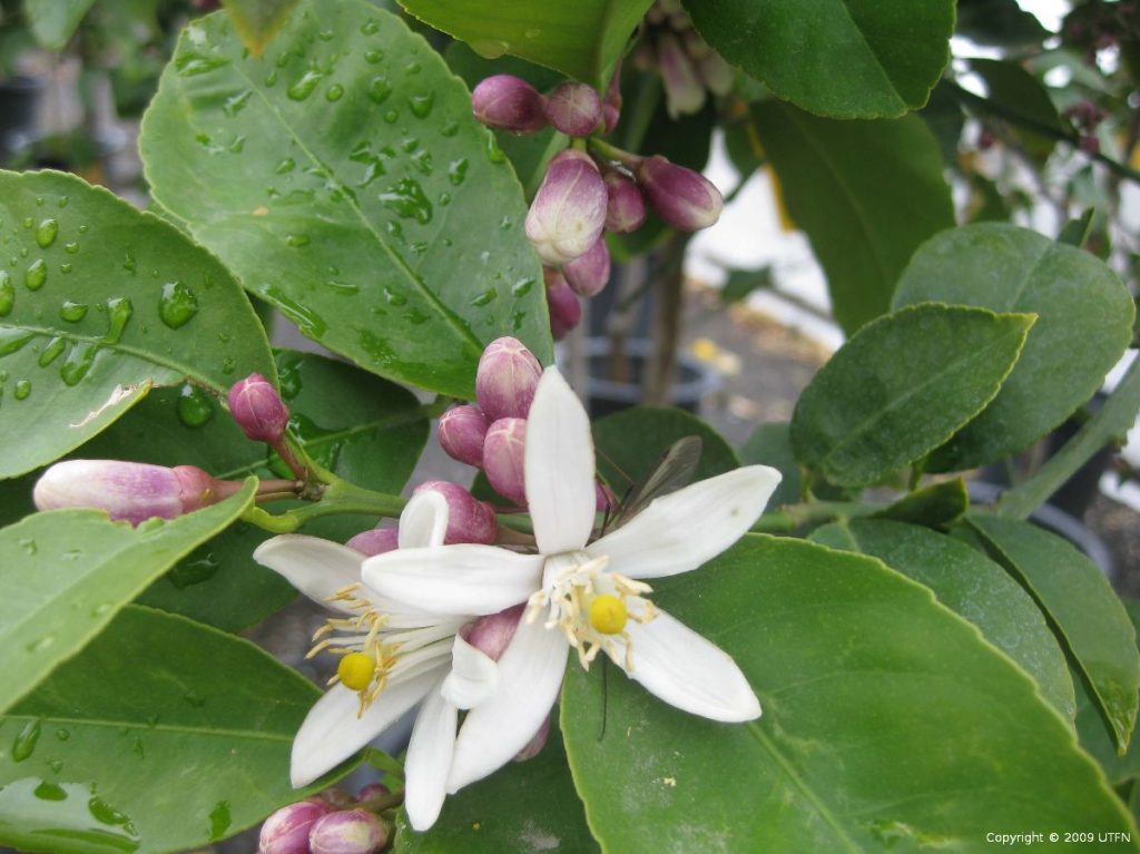 Citrus Lemon, Meyer | Urban Tree Farm Nursery