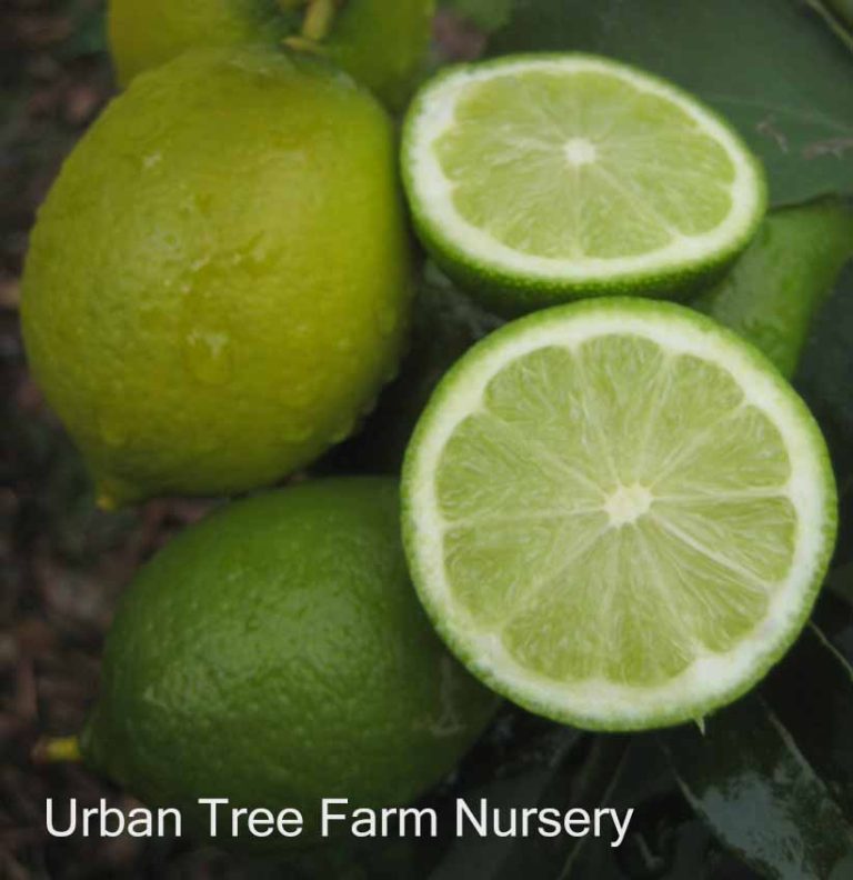 Citrus Lime, Bearss | Urban Tree Farm Nursery
