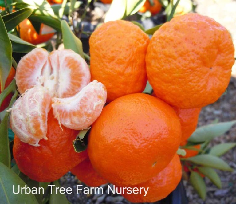 Citrus Mandarin, Dancy | Urban Tree Farm Nursery