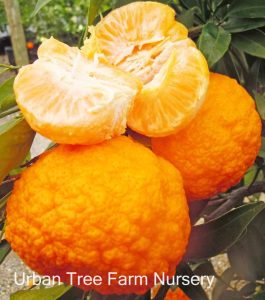 Citrus Mandarin, Gold Nugget | Urban Tree Farm Nursery