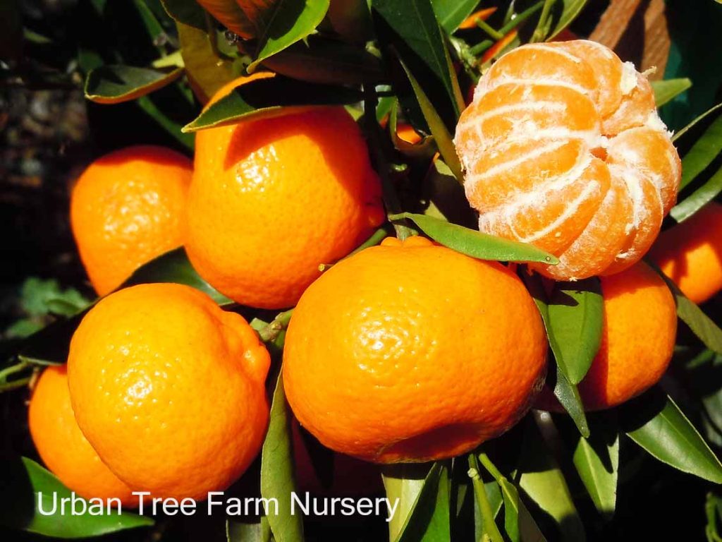 Citrus Mandarin, Kishu | Urban Tree Farm Nursery
