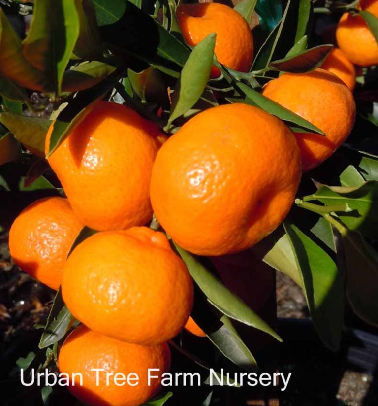 Citrus Mandarin, Kishu | Urban Tree Farm Nursery