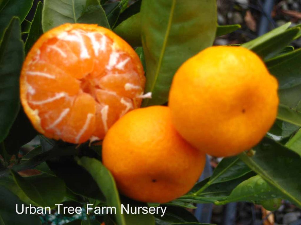 Citrus Mandarin, Kishu | Urban Tree Farm Nursery