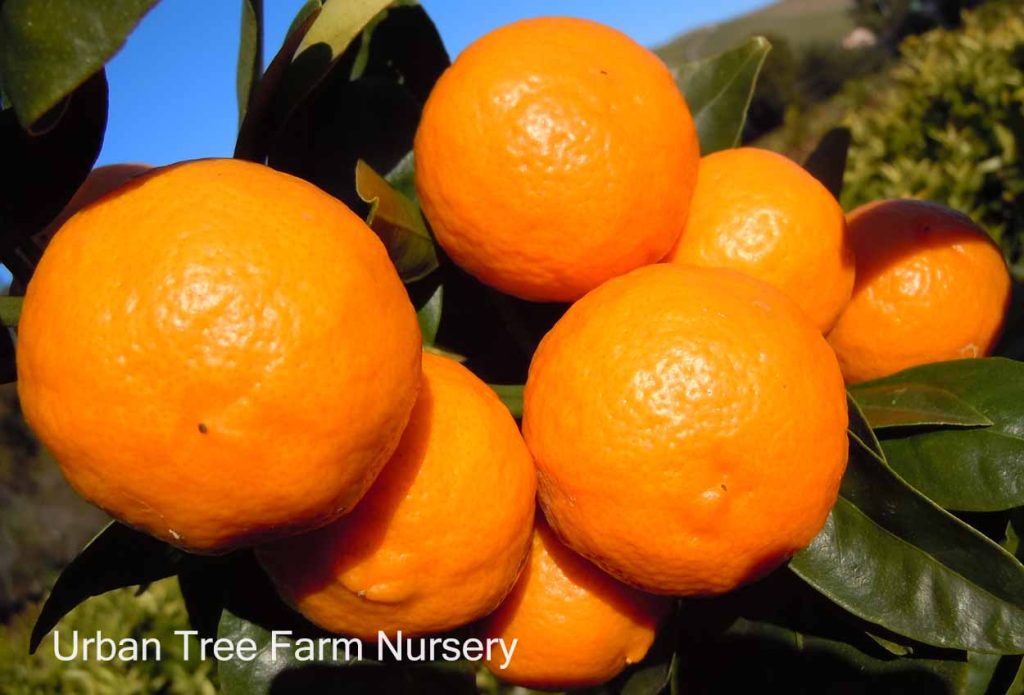 Citrus Mandarin, Pixie | Urban Tree Farm Nursery