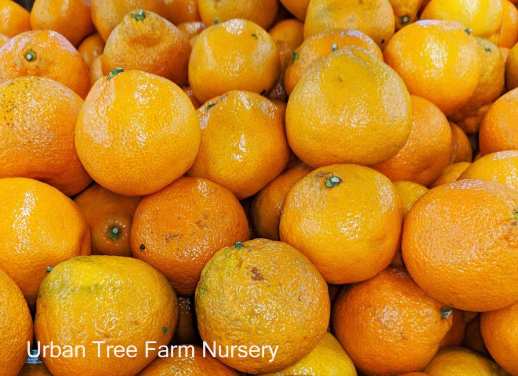 Citrus Mandarin, Satsuma | Urban Tree Farm Nursery