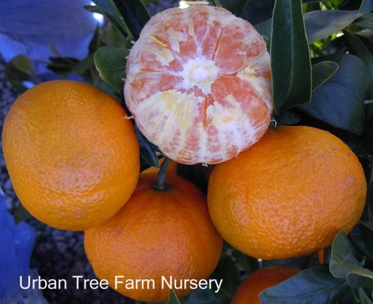 Citrus Mandarin, W. Murcott Afourer | Urban Tree Farm Nursery