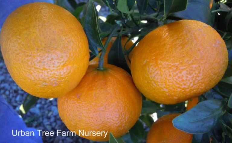 Citrus Mandarin, W. Murcott Afourer | Urban Tree Farm Nursery