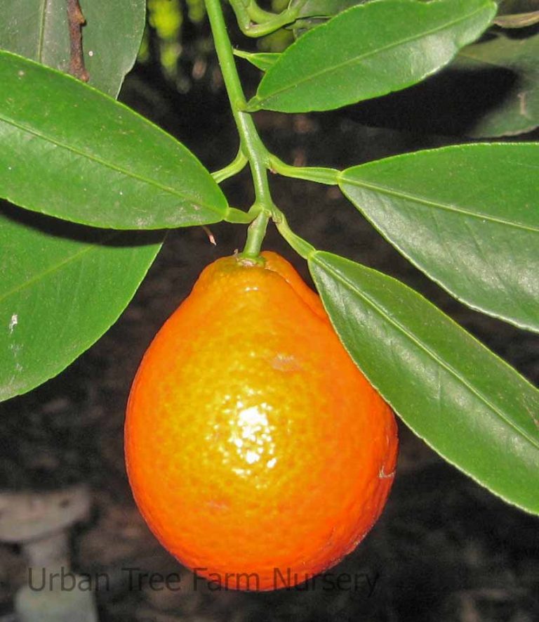 Citrus Mandarinquat, Indio | Urban Tree Farm Nursery