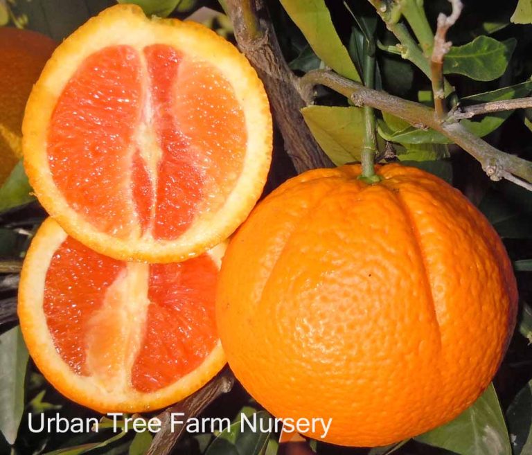 Citrus Orange, Cara Cara | Urban Tree Farm Nursery
