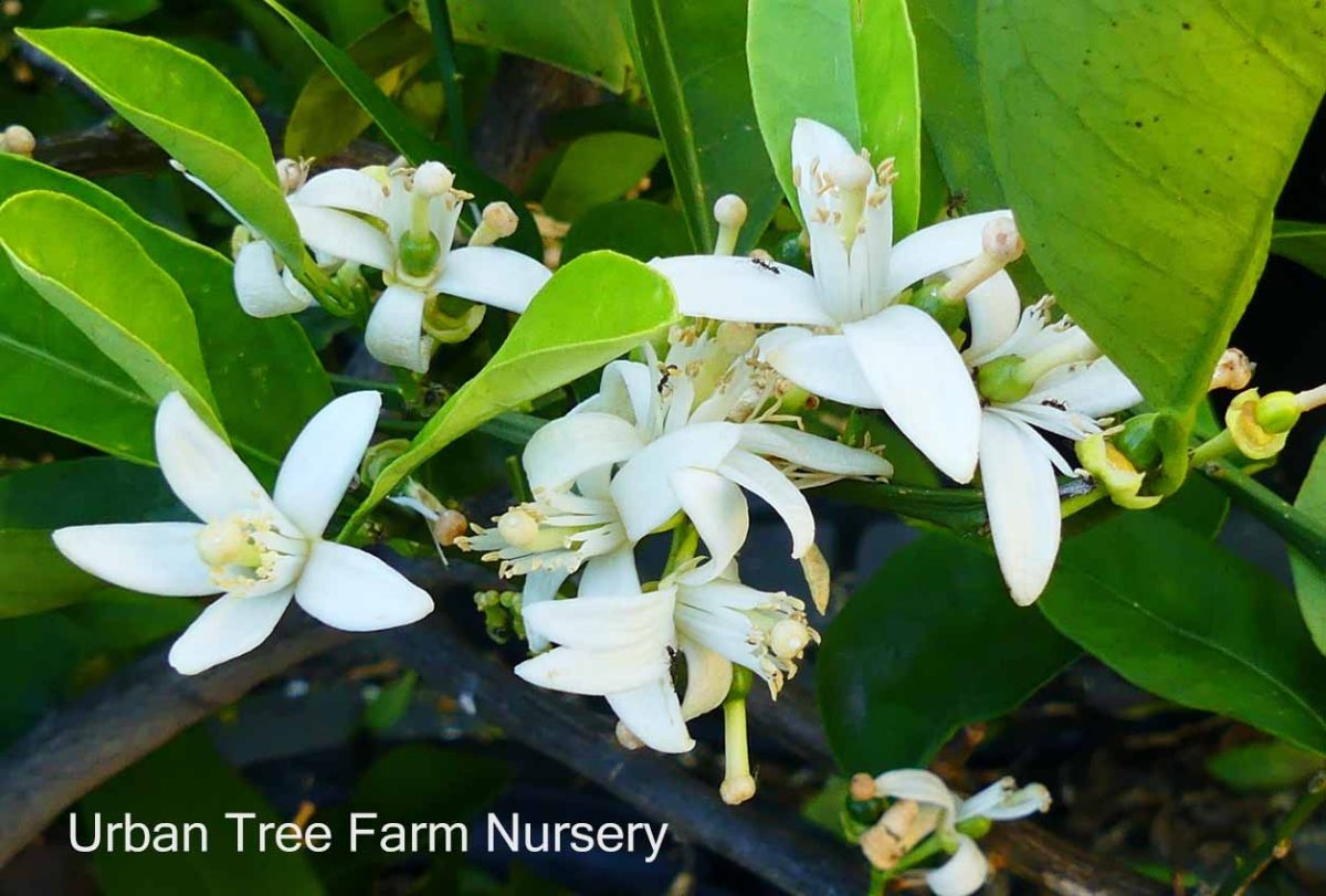 Citrus Orange, Cara Cara | Urban Tree Farm Nursery